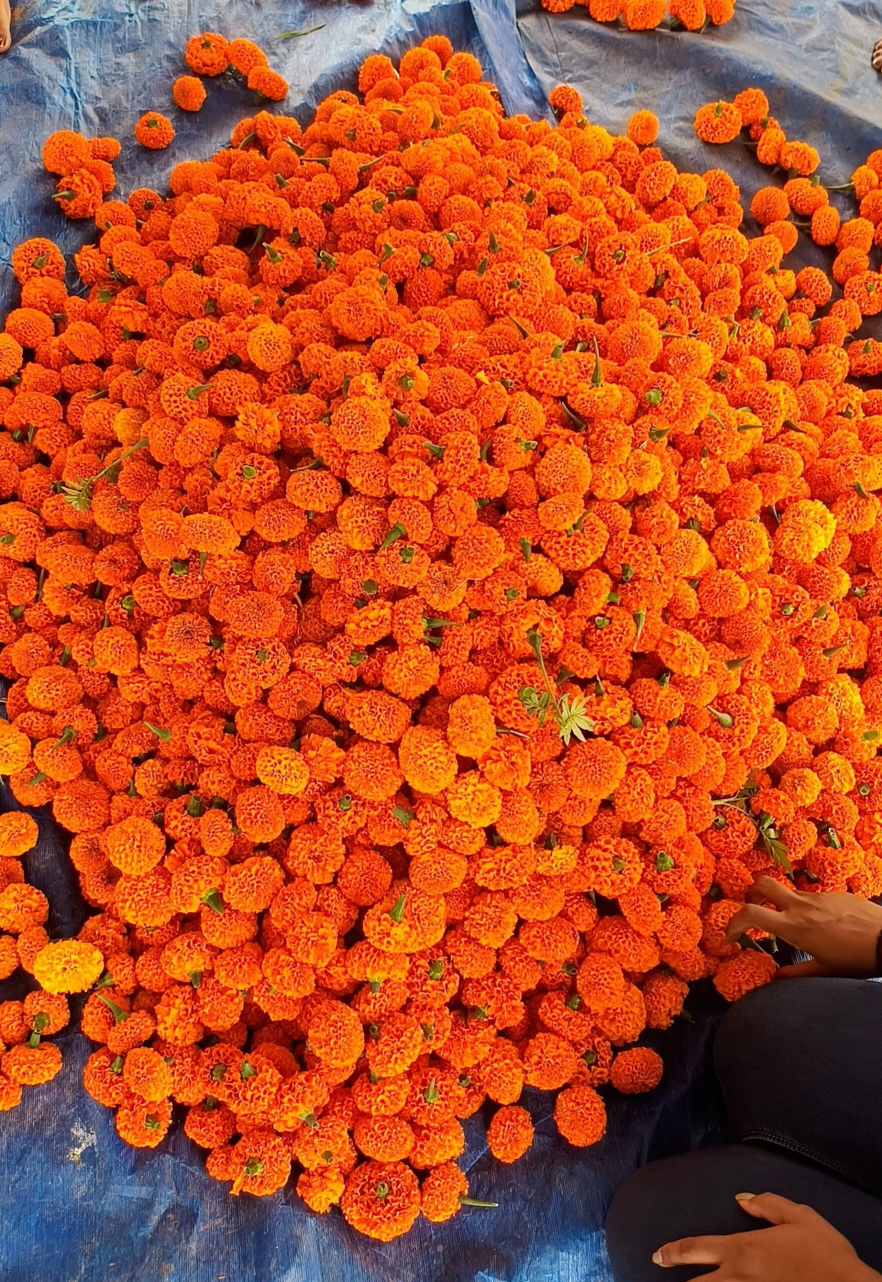 Marigold Cultivation Unit - GIET University | Odisha | Gunupur